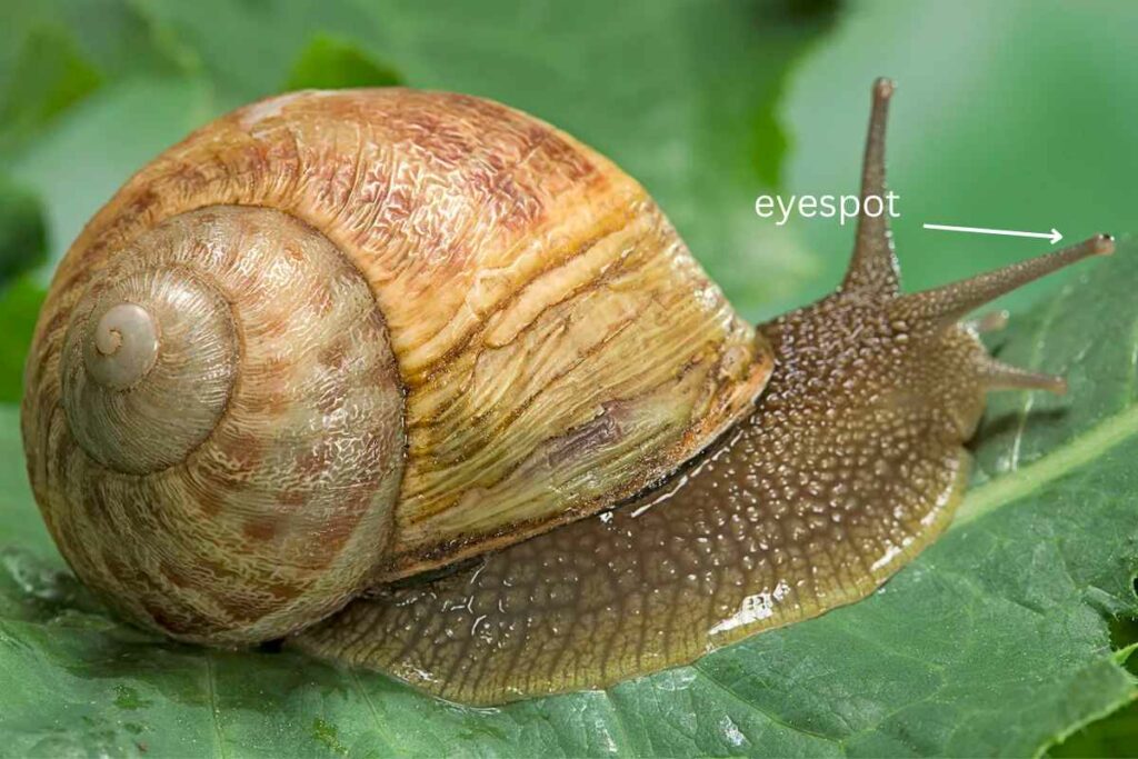 How Did Eyes Evolve? A Fascinating History