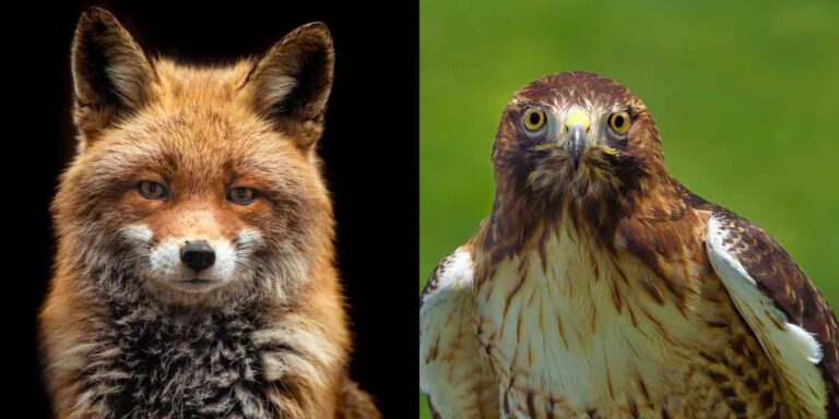 Human vs. Animal Vision: How Human Eyes Differ from Animals
