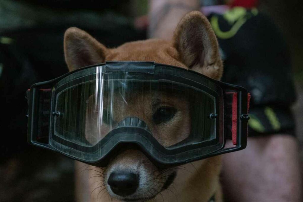 What on Earth are Doggles?
