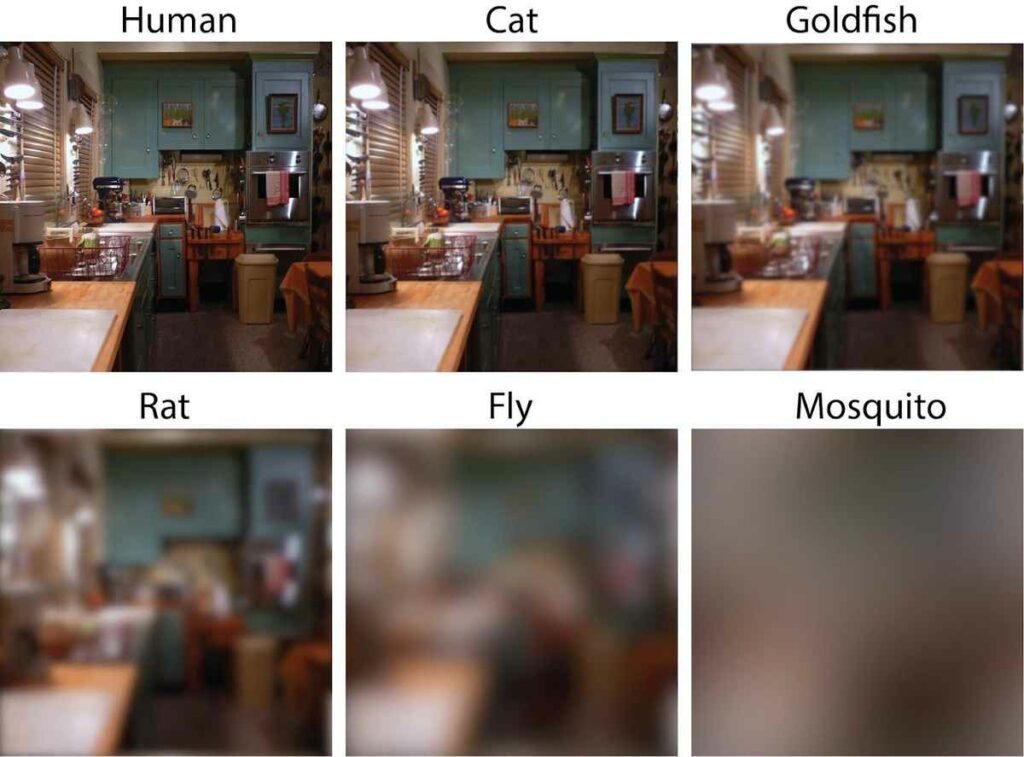 Human vs. Animal Vision: How Human Eyes Differ from Animals